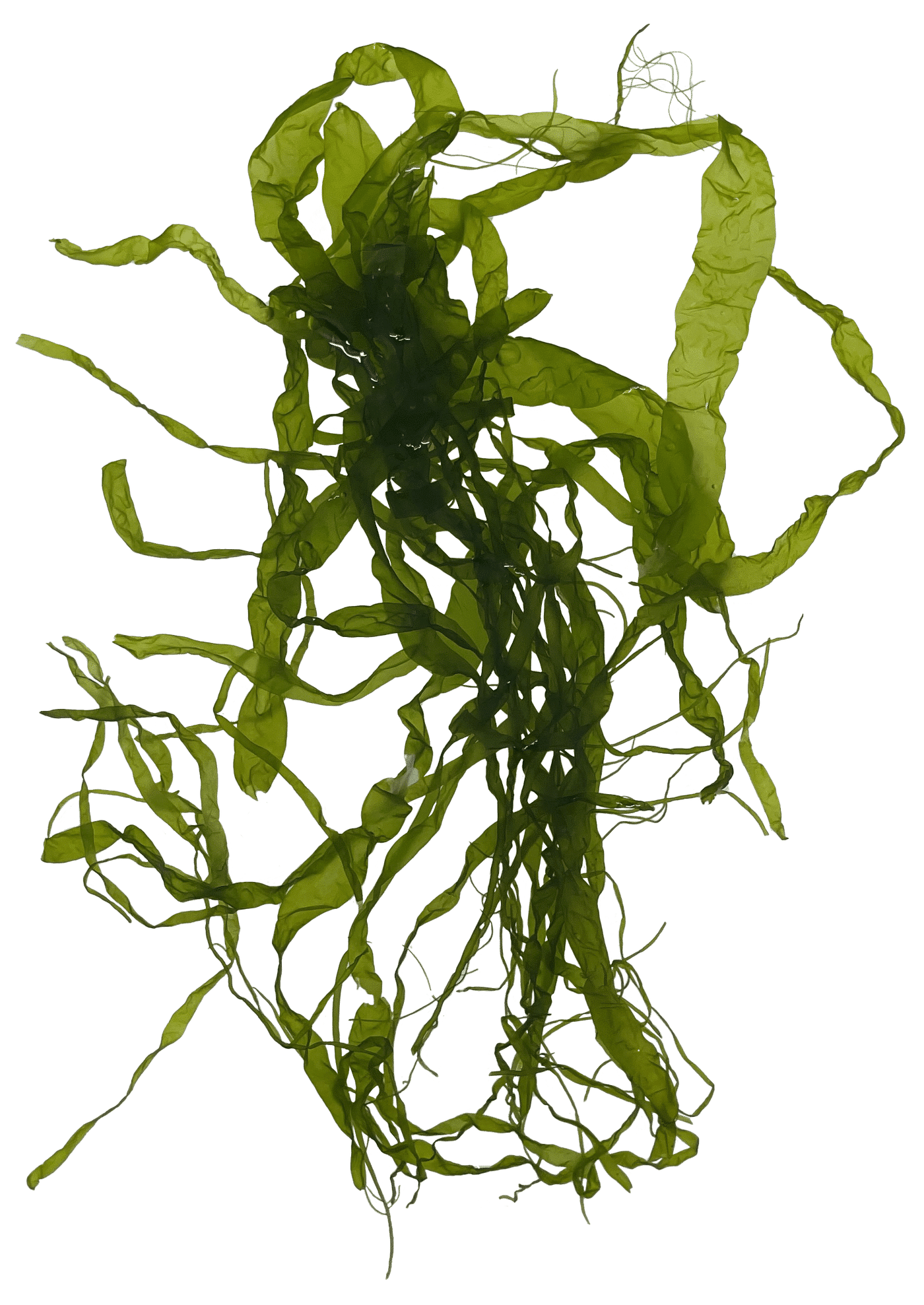 Découvrez les Types d'Algues Comestibles – Les Jardins de la Mer