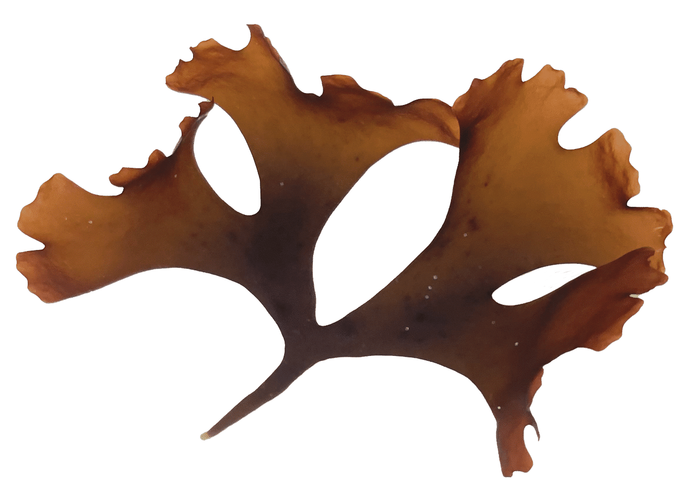 Découvrez les Types d'Algues Comestibles – Les Jardins de la Mer