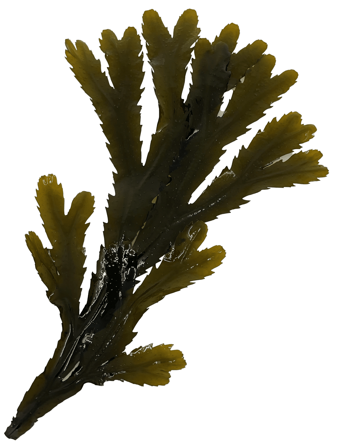 Découvrez les Types d'Algues Comestibles – Les Jardins de la Mer