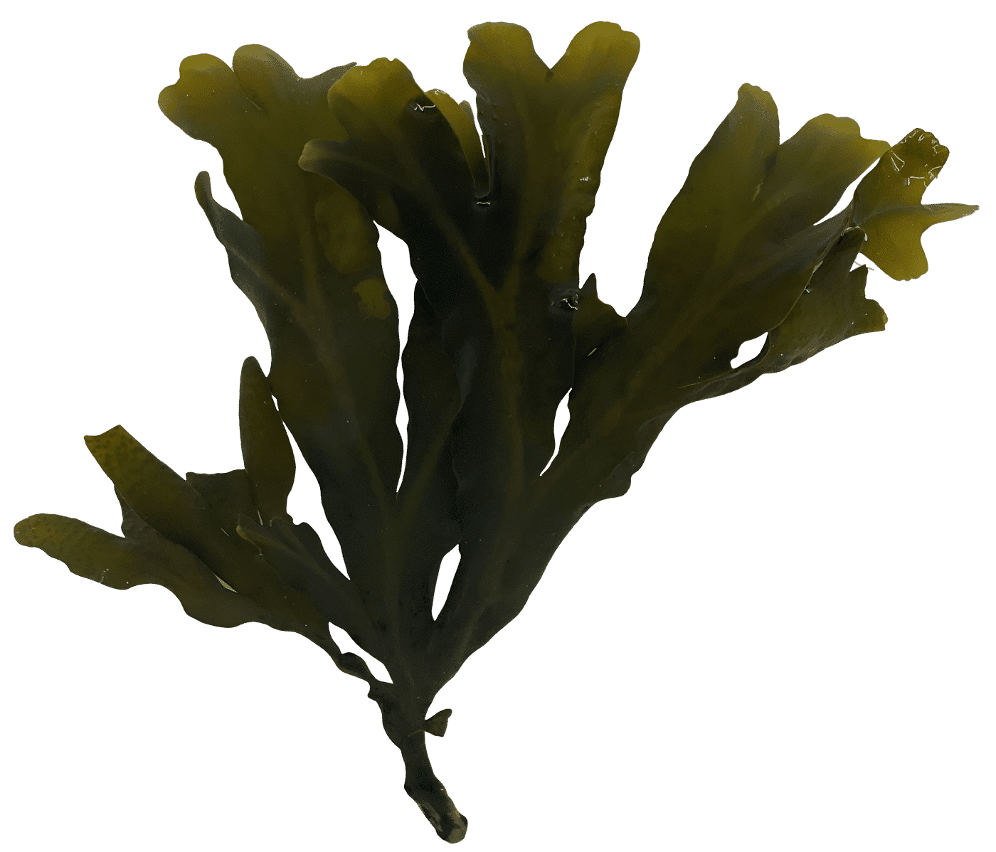 Découvrez les Types d'Algues Comestibles – Les Jardins de la Mer