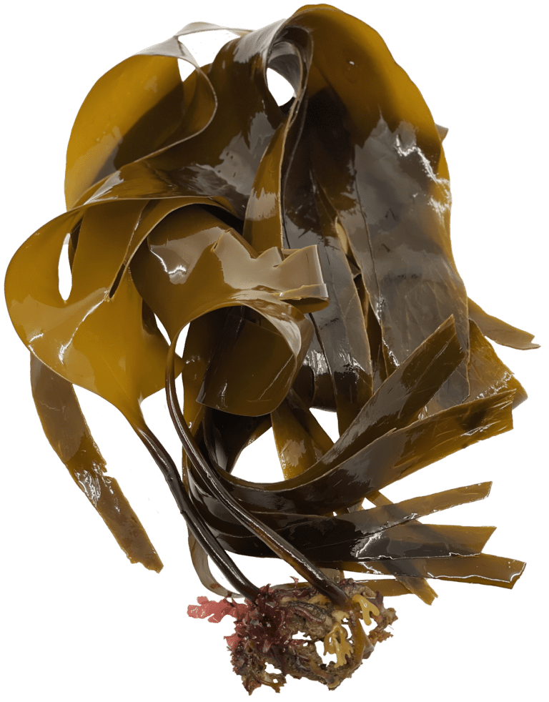 Découvrez les Types d'Algues Comestibles – Les Jardins de la Mer