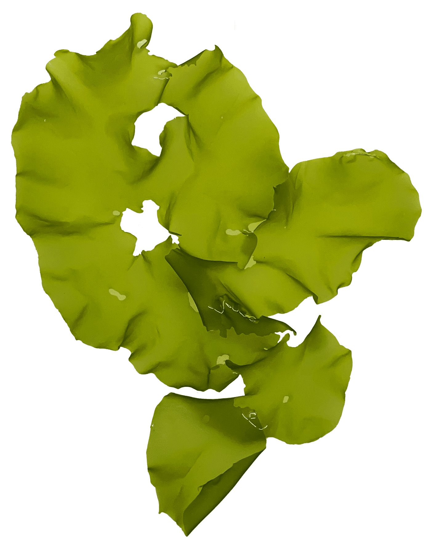 Découvrez les Types d'Algues Comestibles – Les Jardins de la Mer